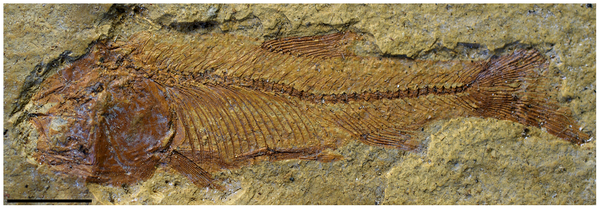 Museu Geológico da Bahia: Nanaichthys longipinnus, um peixe fóssil baiano.