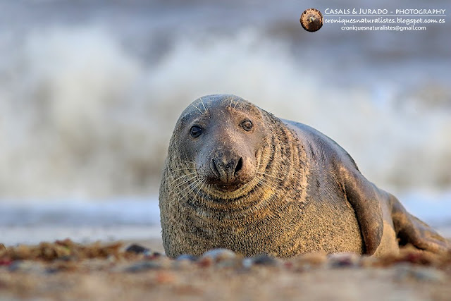 CRÒNIQUES NATURALISTES: FOQUES GRISES A NORFOLK - FOCAS GRISES EN ...