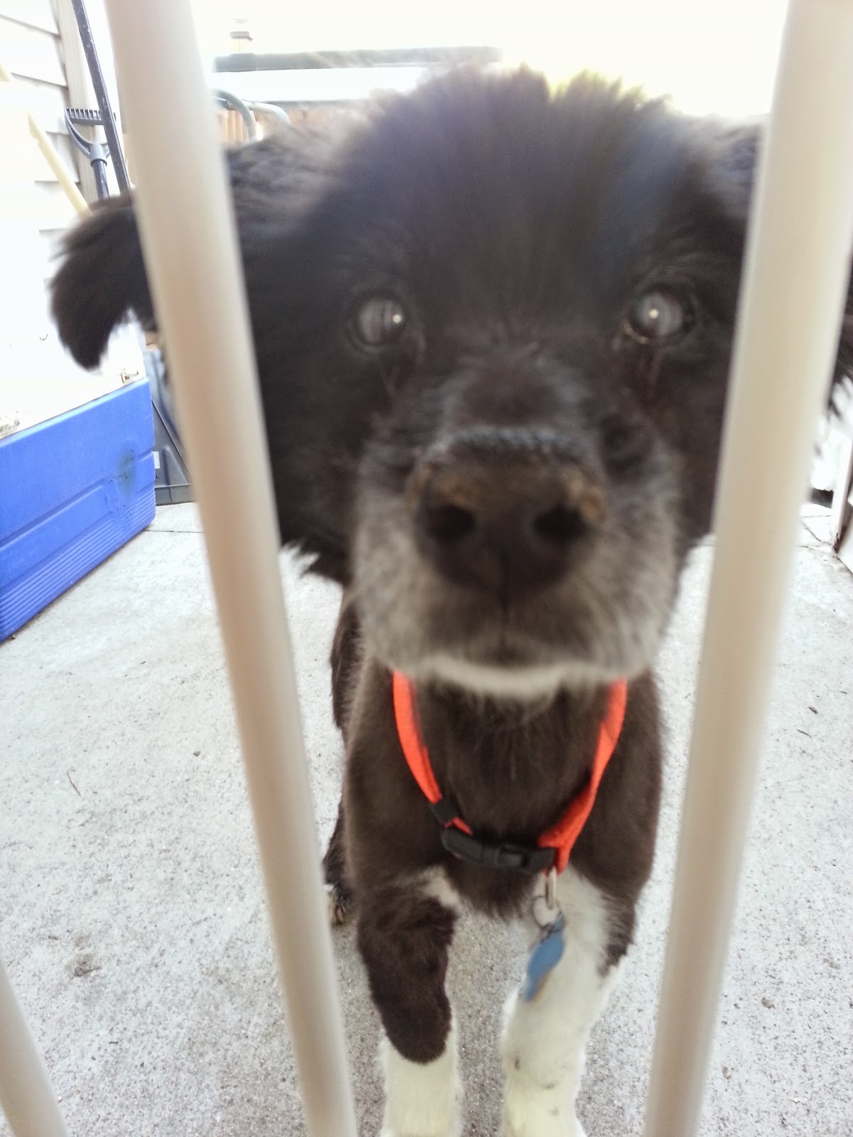 Just Call Me Frank: Our Endeavour at Being Frank: Our Adventure Dog ...