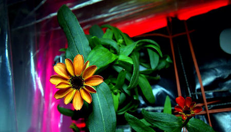 The Presurfer: First Flower To Ever Bloom In Space