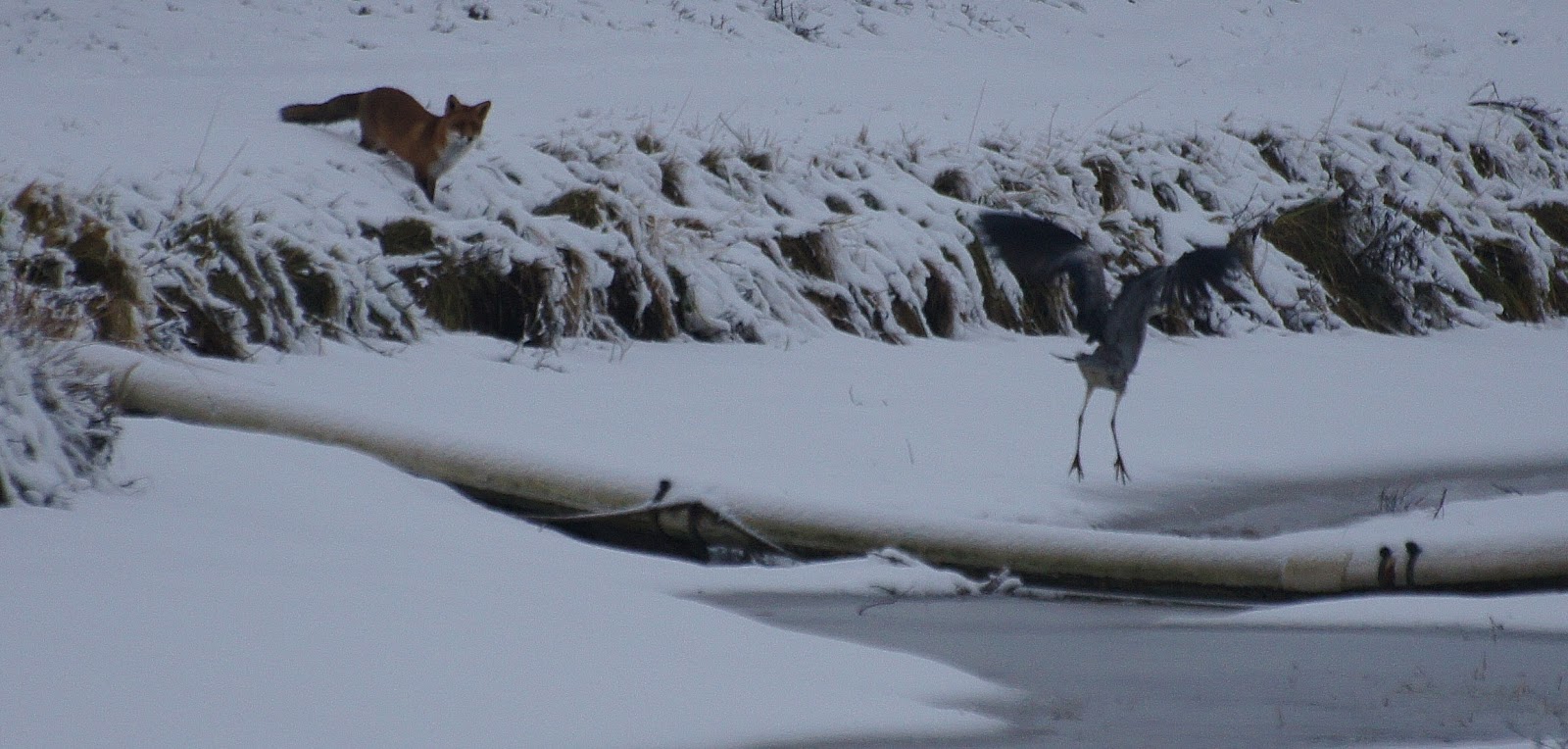 AMSTERDAMSE WATERLEIDINGDUINEN AWD: Extreem Weer