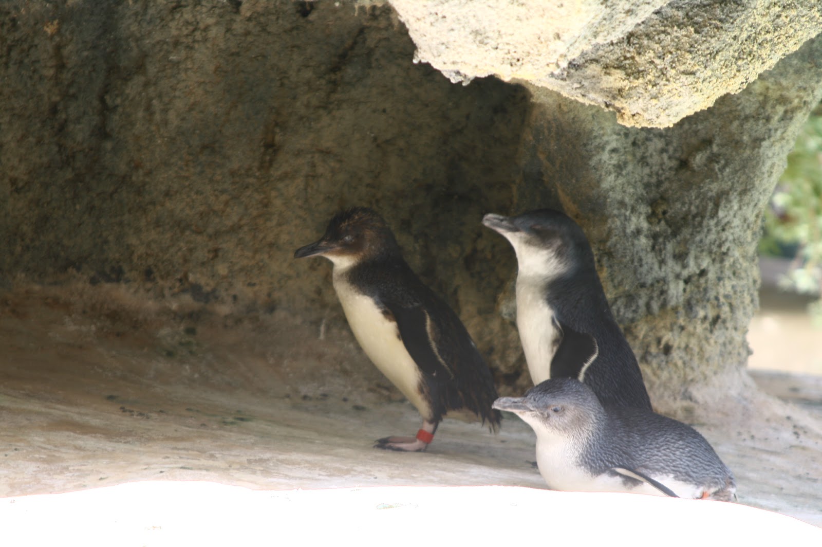 Travel: Perth Zoo, Australia ~ Kisses from Princessarah