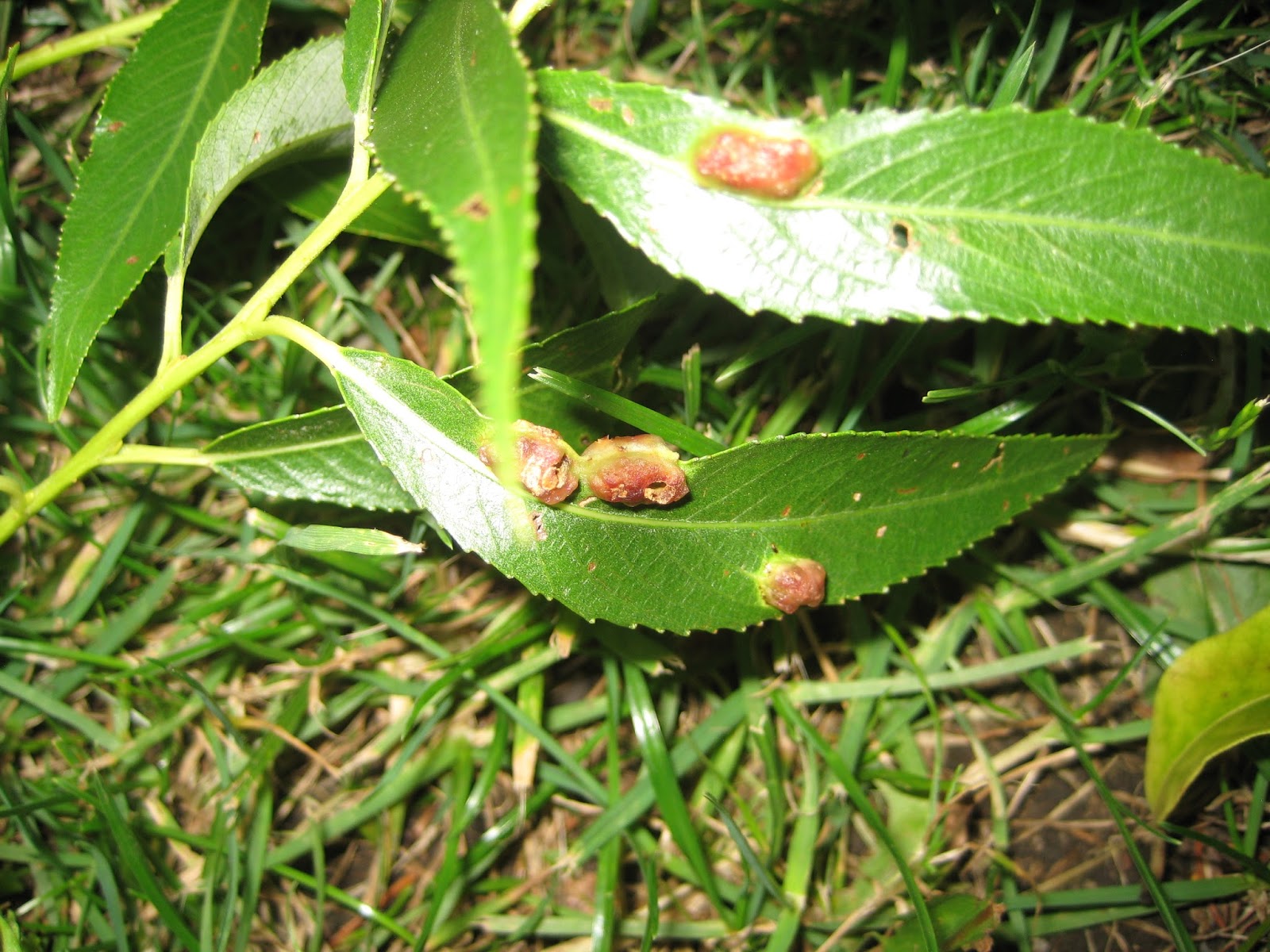 Filnore Woods Blog: Galls on willow