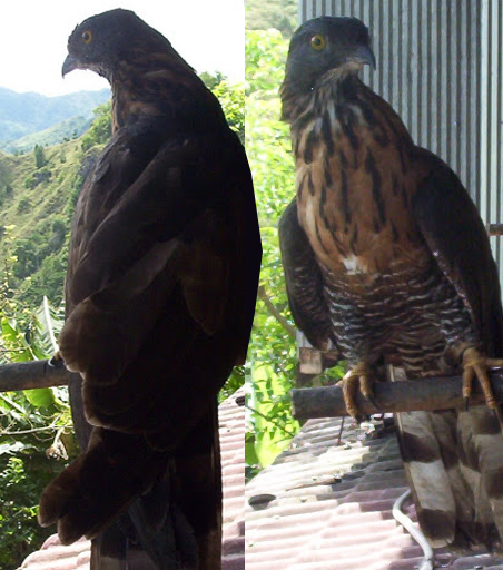 Informasi Tentang Elang Sulawesi | Burung Gue