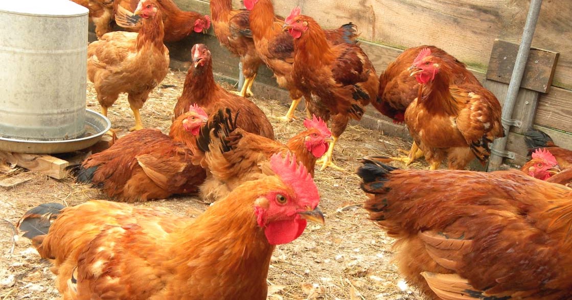 How to Start Poultry Farming in Nigeria