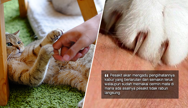 Awas pencinta kucing, anda berisiko dijangkiti penyakit mata akibat ...