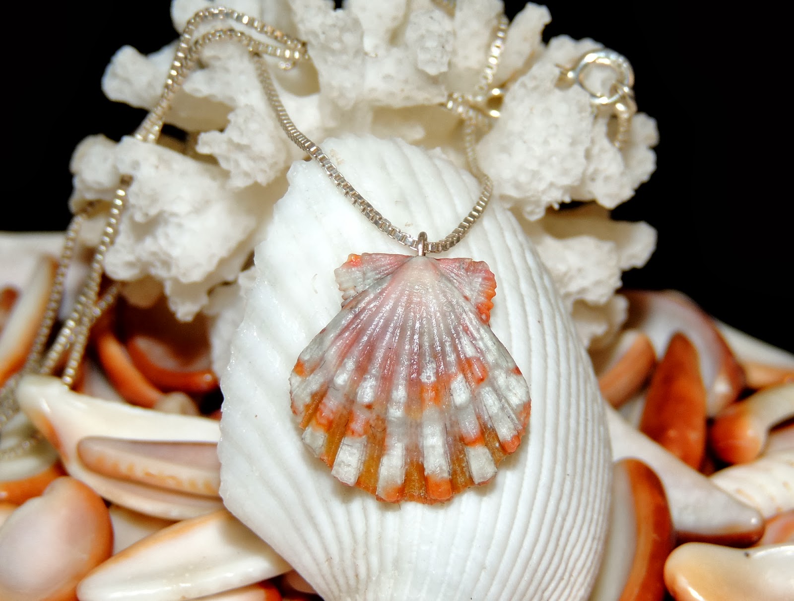 ShellsHawaii ...by Janjira: Sunrise shells / Langford 's Pecten