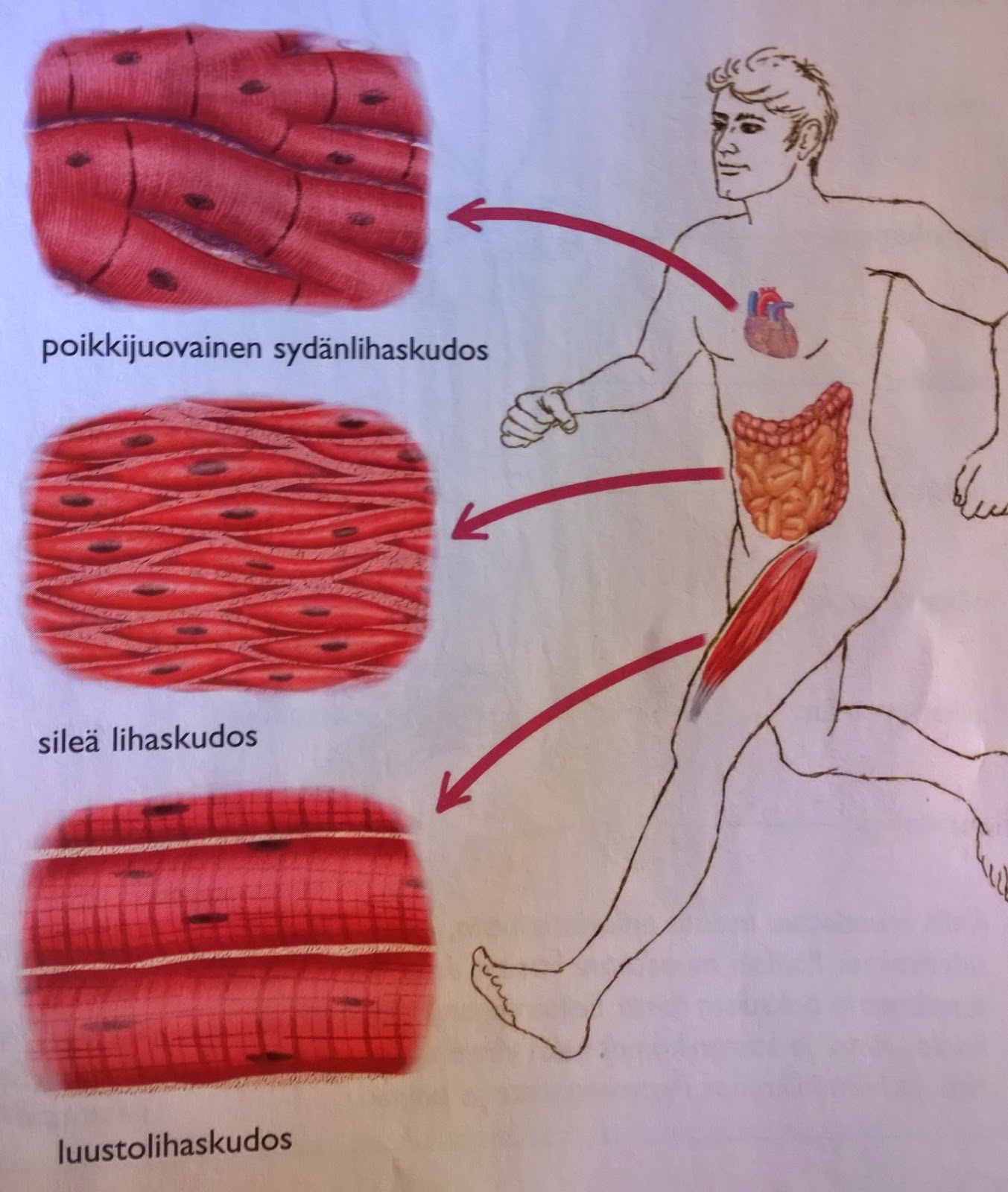 Kurssi 4, ihmisen biologia: Kappale 9, Liikkumiseen tarvitaan luita ...