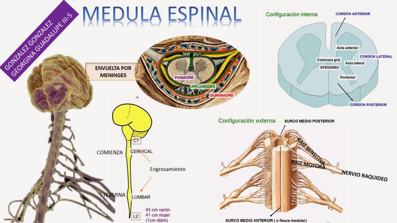Mapa mental médula espinal generalidades 05/11/13 ~ BLOG DE FISIOLOGÍA ...