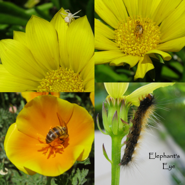 November in our False Bay garden