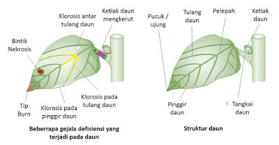 Apa itu Tip Burn atau Gosong Pucuk Daun - DIORA HEART