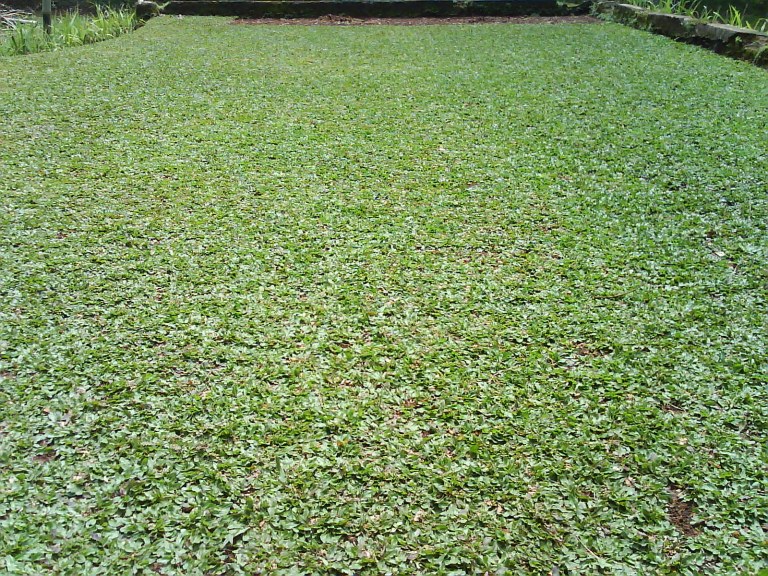 CARA PRAKTIS MENANAM RUMPUT GAJAH MINI