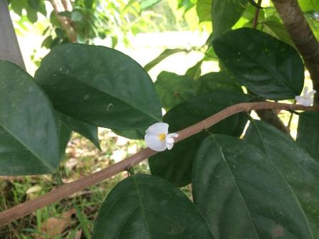 Baphia nitida | Pustaka Flora | Database Tanaman Landscape