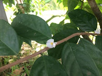 Baphia nitida | Pustaka Flora | Database Tanaman Landscape