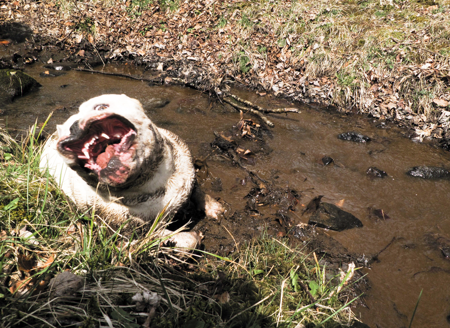 Jill's life: Morel hunting....AGAIN, mud, and treasures from the woods.