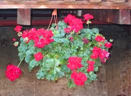 cvece za baste | dvoriste | sobe : muskatle | uzgoj | visece |engleska ...