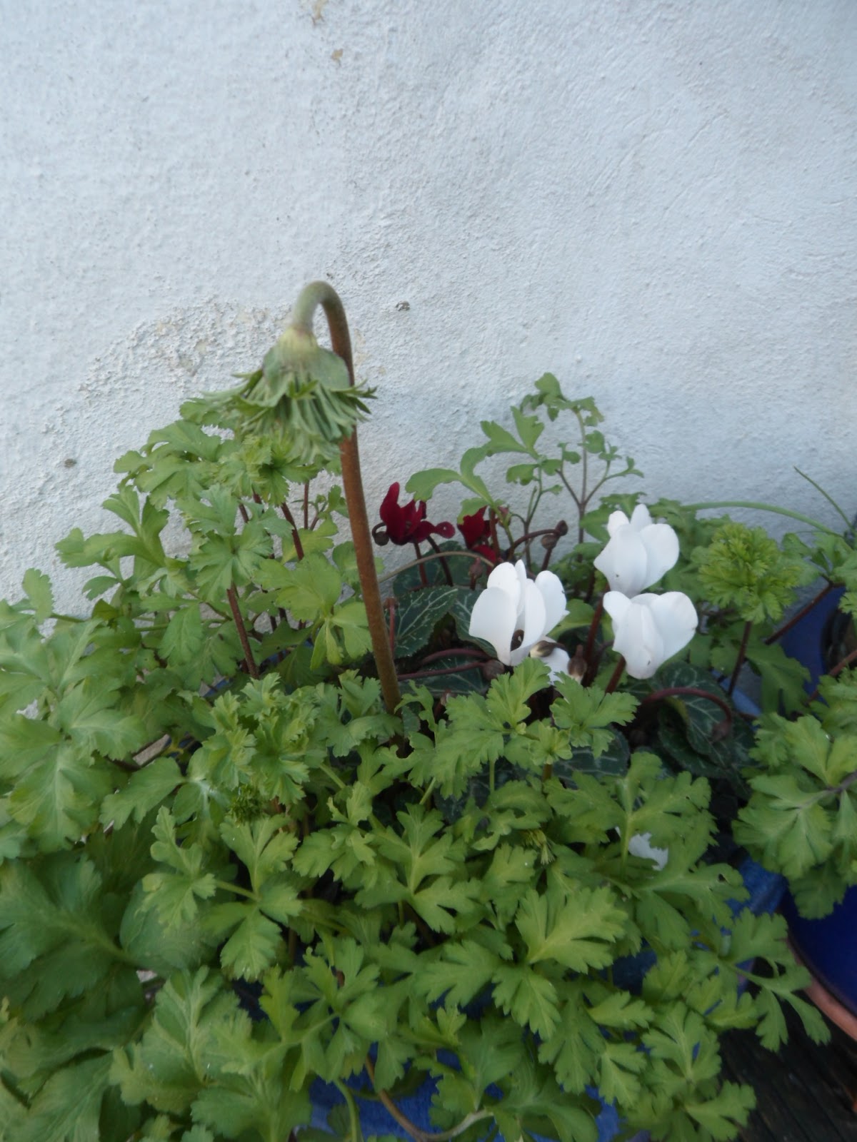 Poppy Patchwork: Outside/In