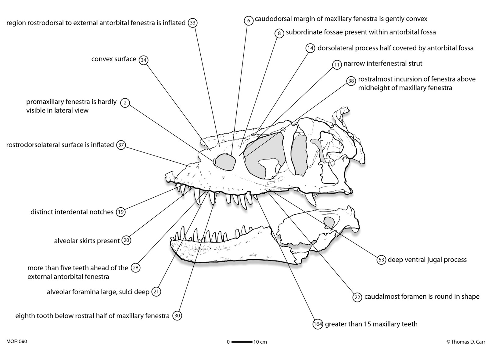 Tyrannosauroidea central