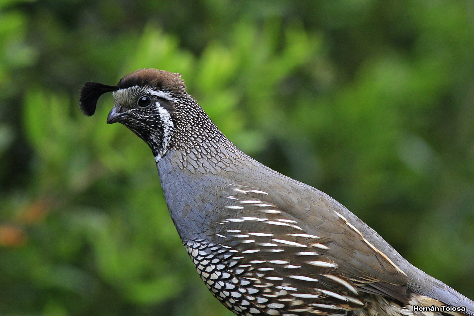 Patagonia: Familia de codornices