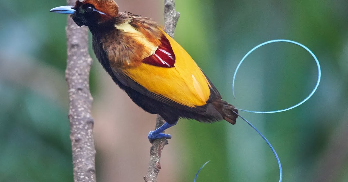Alfred Wallace and the Papuan Birds of Paradise