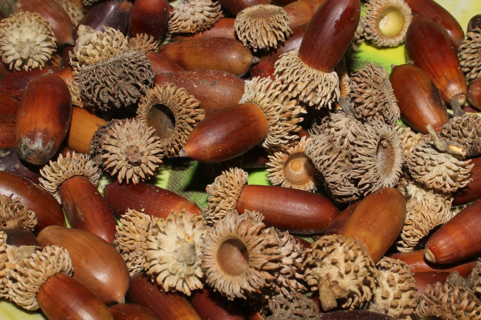 Biodiversity of Cyprus by NGO Protection of the Natural Heritage and ...