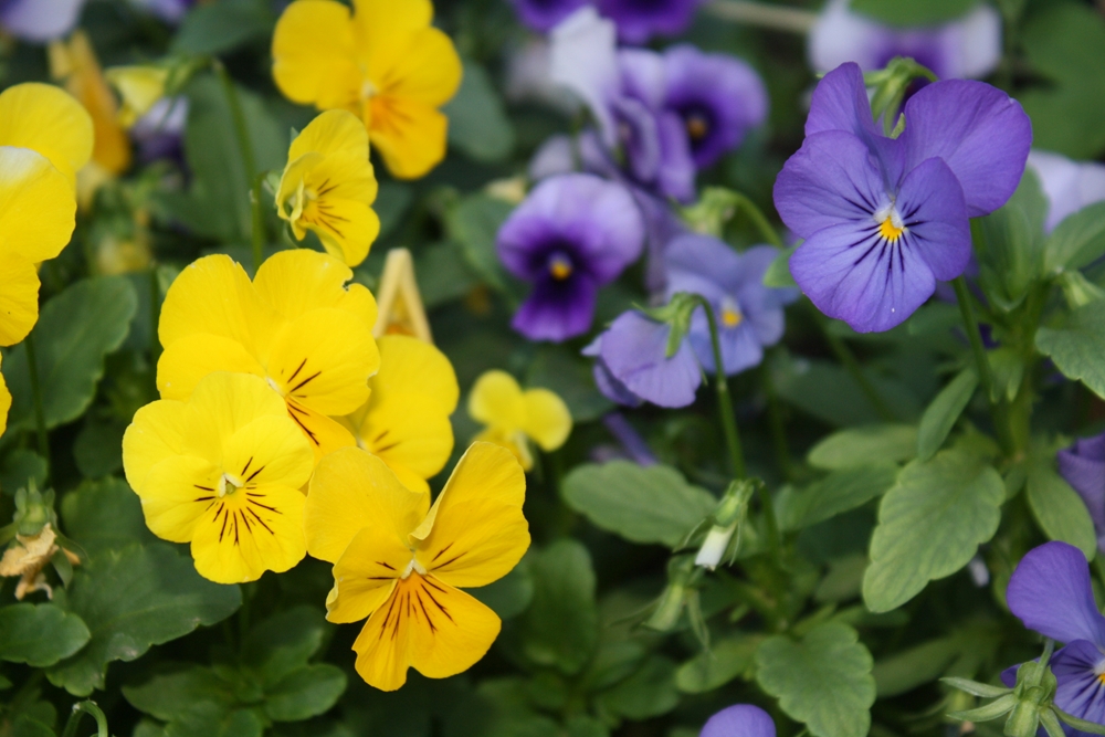 The Edible Garden: Dreaming of Spring & Edible Flowers!