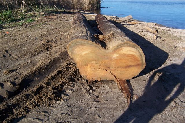 L&L Cypress Wood & Planer Mill: Reclaimed Cypress Logs