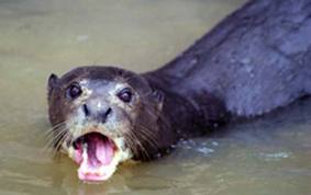 Bixo Aki: Animais que vivem em rios