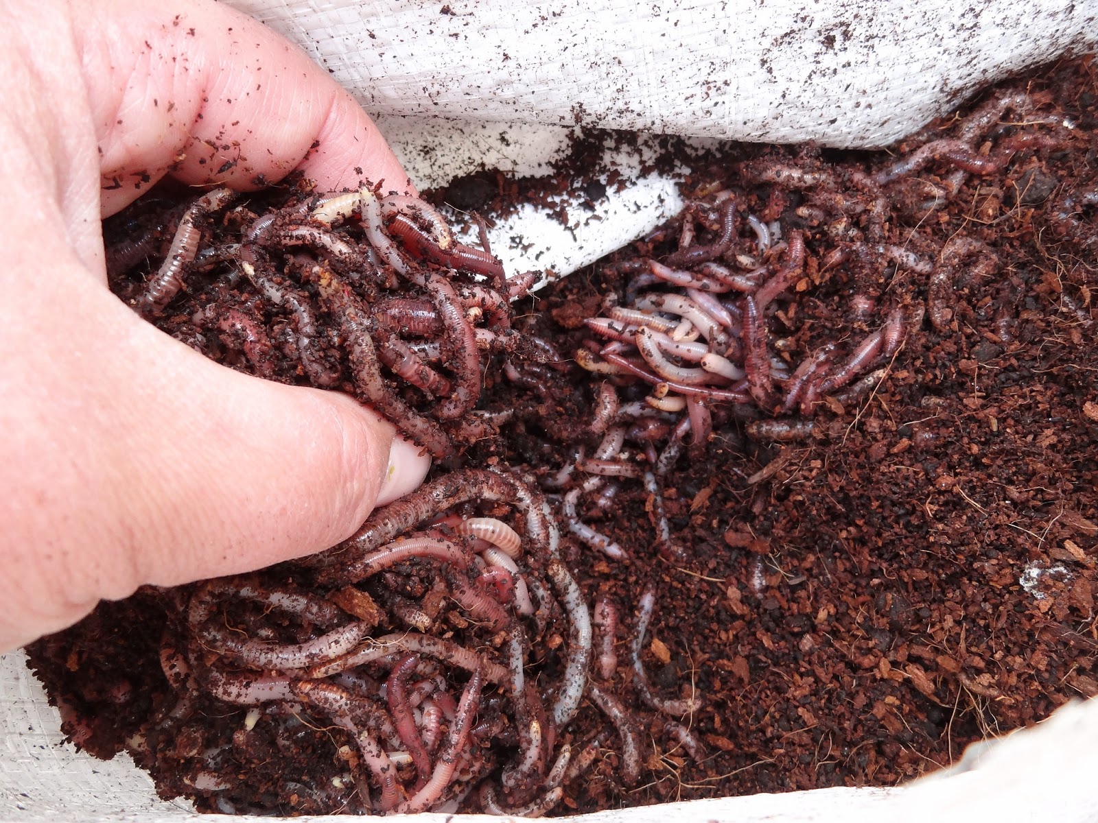 Down on the Allotment: May 2013