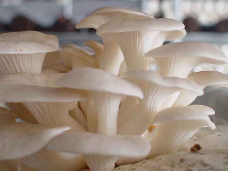 ROYAL CRISPY: KHASIAT JAMUR