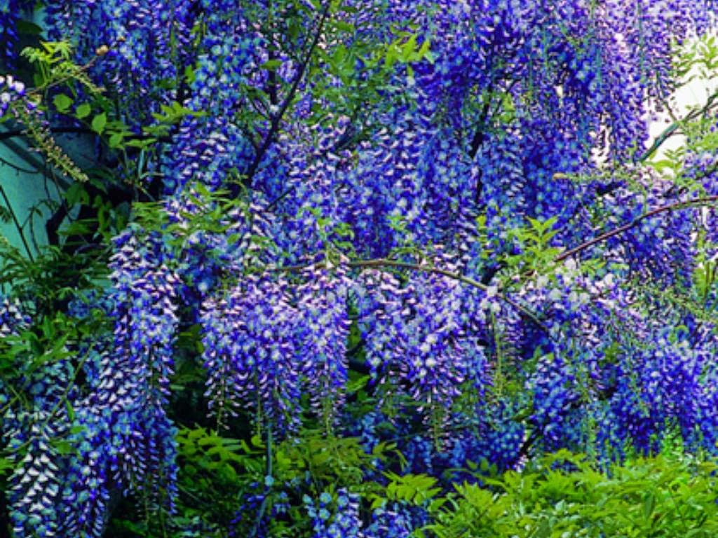 rośliny: GLICYNA KWIECISTA