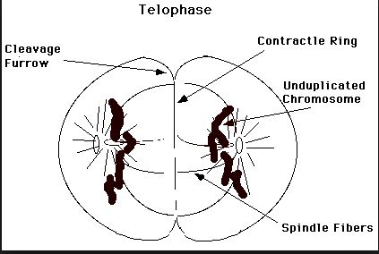 Telophase |Genetic Engineering Info