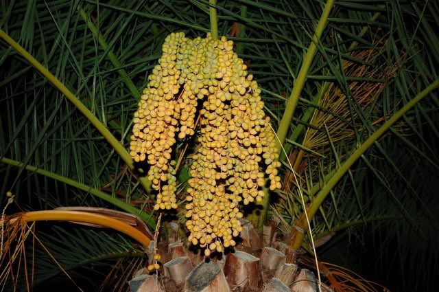 Hurma / Datula (lat. - Phoenix dactylifera) | Prirodni lijekovi za sve ...