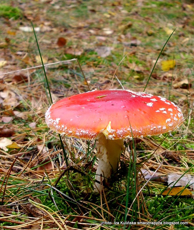 Grzyby gatunkami: Muchomor czerwony | Smaczna Pyza