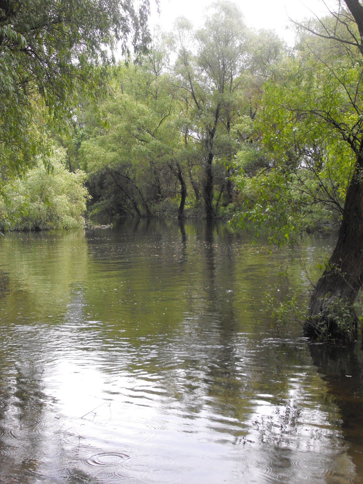 Delta Dunarii: Flora