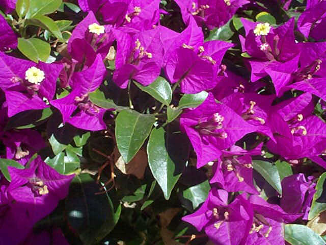 ♣ Vriksha ♣ Sasya ♣ Lata ♣: kagitam puvvu/ Bougainvillea glabra ...