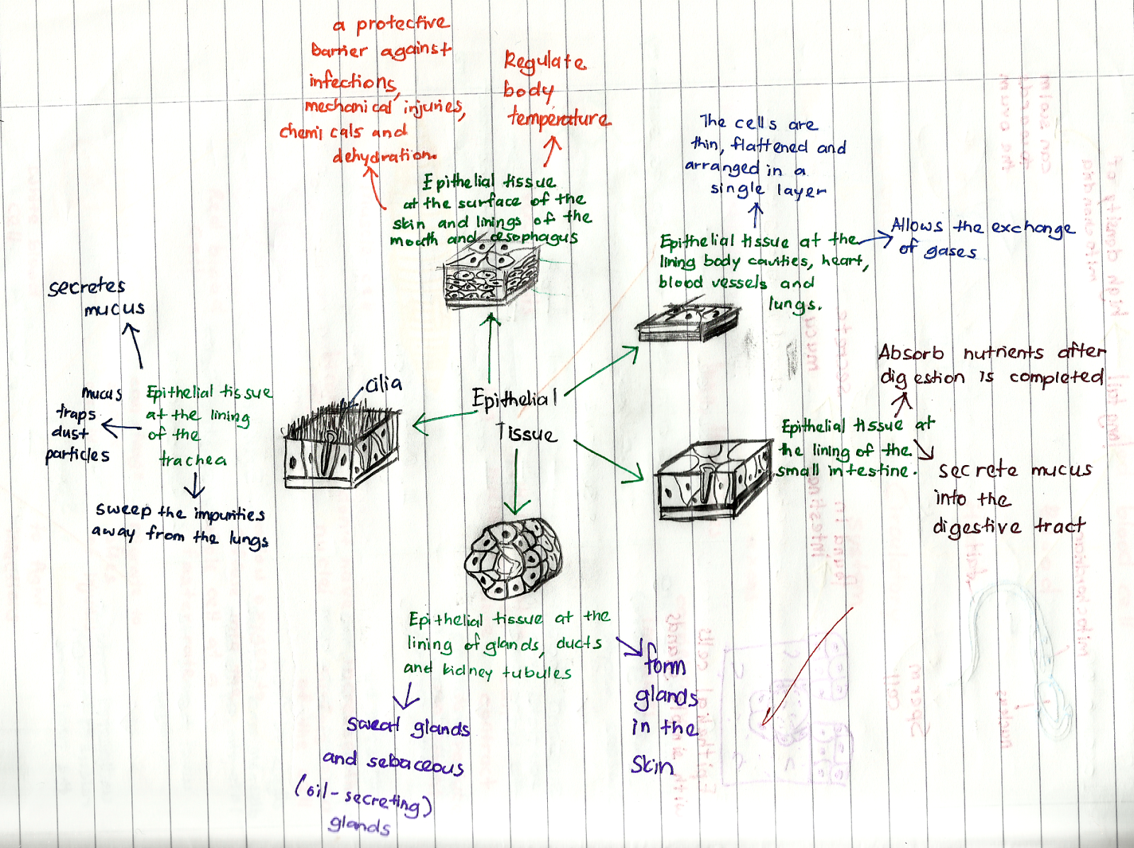 Fakta 4 You: SPMBIO- Form 4 Chapter 2 Cell Structure and Cell Organisation