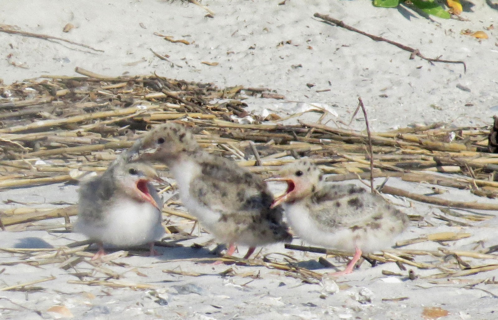 Wrightsville Beach Bird Stewards: Shorebird Nesting Season Comes to a Close
