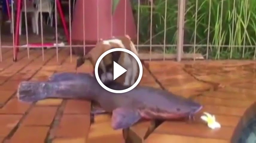 Dog Catch a CatFish - dog Vs catfish - Top Fishing