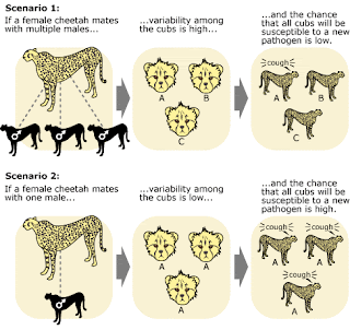 The Precarious State of Cheetahs: Unraveling the Genetic Bottleneck ...