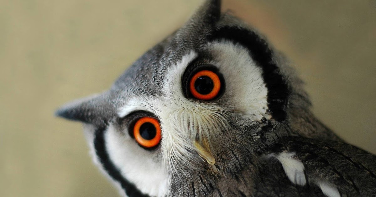 Red Eyes Owl Wallpaper