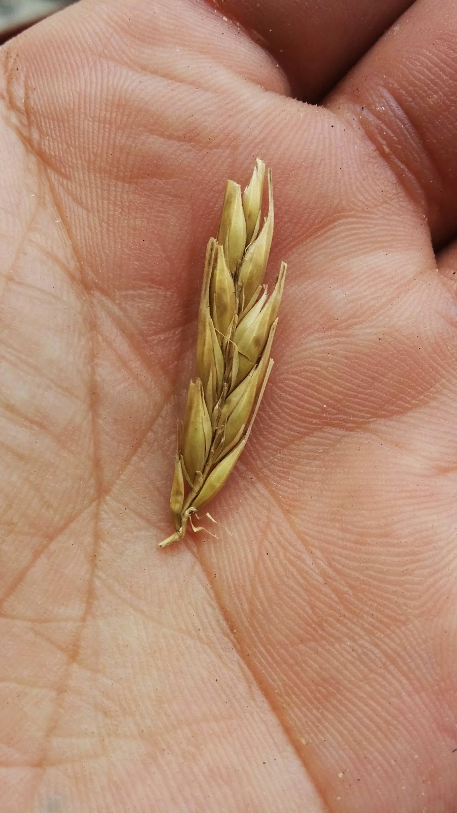 Cervezal: Malteando cebada