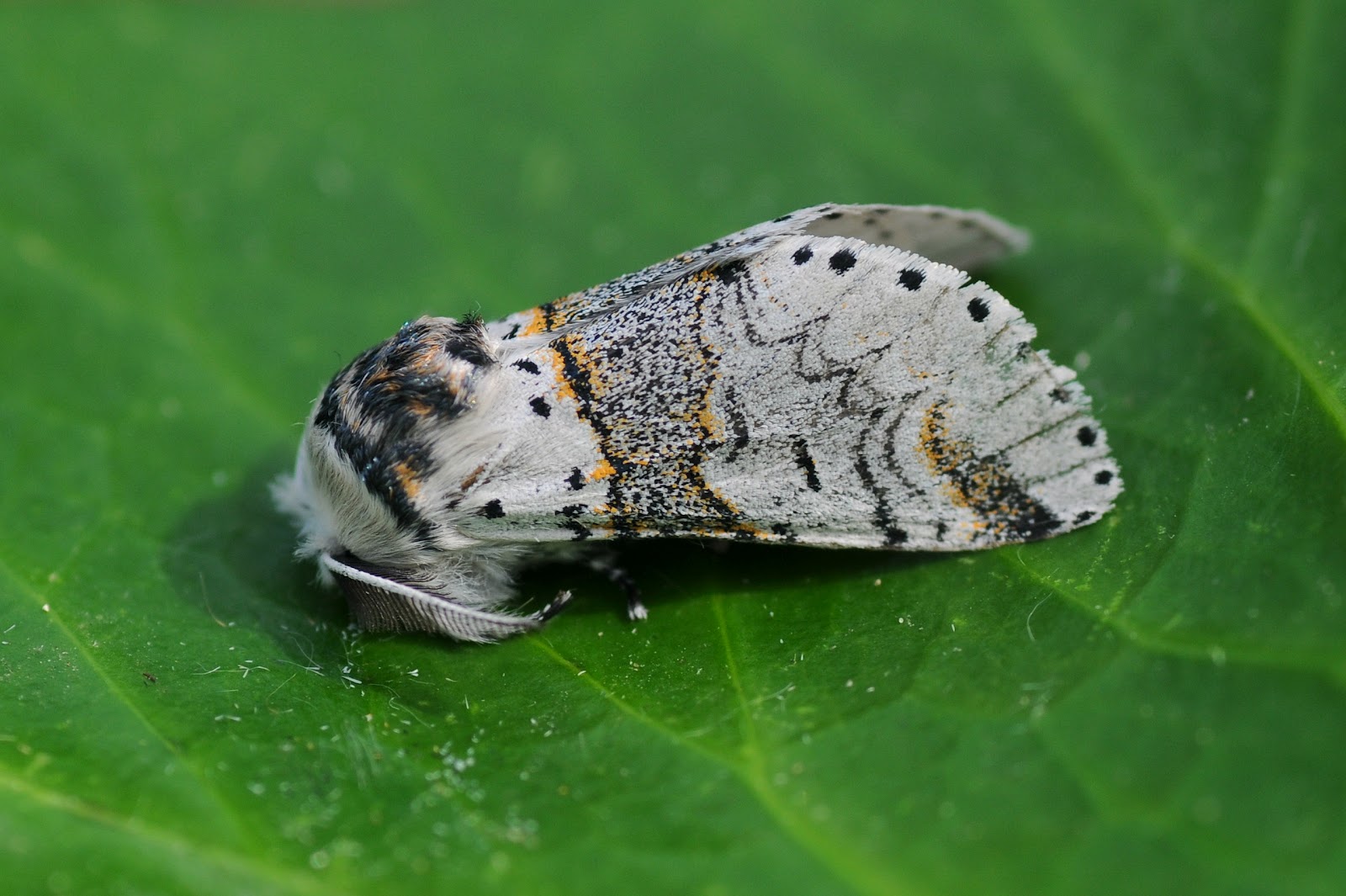 Bill's Birding: 18th Birthday Moths