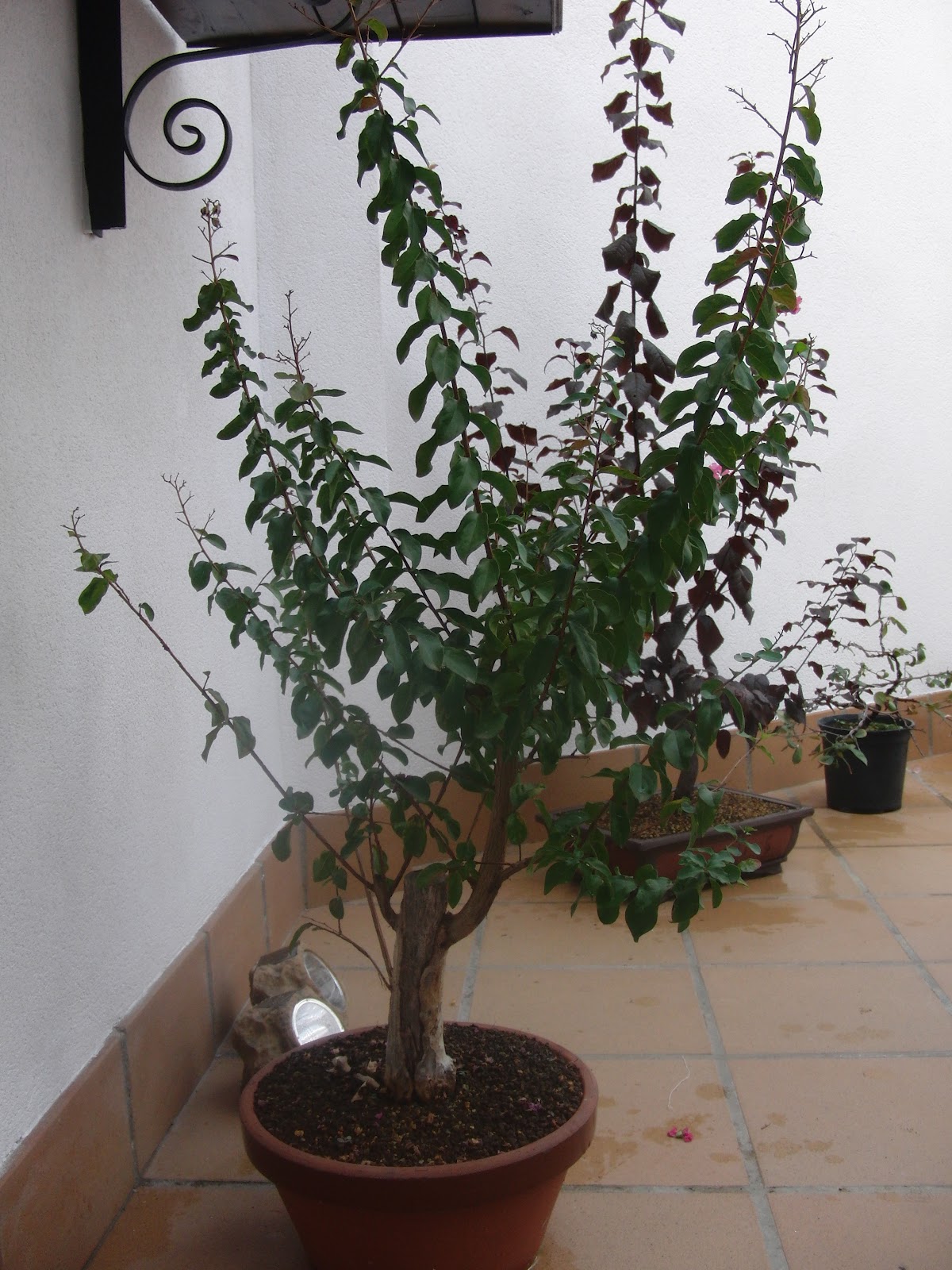 Jardin del Bonsai: Lagerstroemia indica,Arbol de jupiter