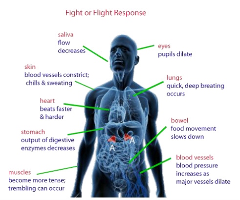 AQA A-LEVEL: Biopsychology - Fight or Flight Repsonse