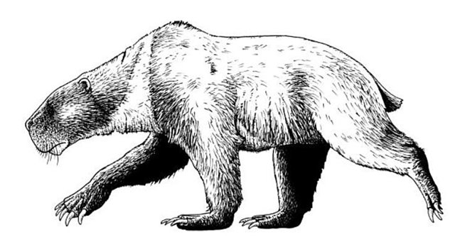 The Coastal Paleontologist: Is Puijila a pinniped?