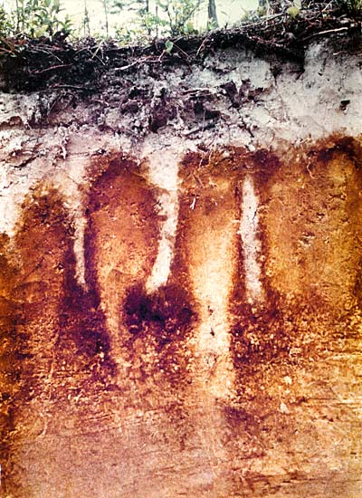 My Michigan: The stories behind Michigan's state symbols, Part I