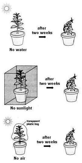 Welcome to Miss Ng Science's World: Basic Needs of Plants
