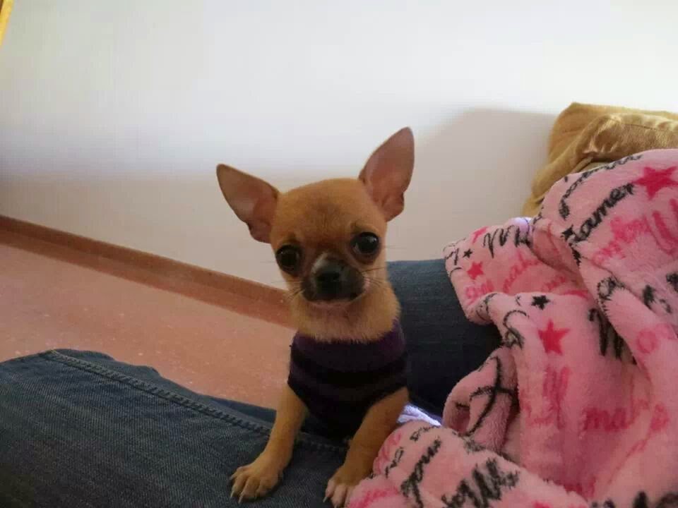 Chihuahuas Legend Passion: Chihuahuas mini toy