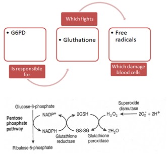 Genetic Awareness Program on Glucose 6 Phosphate Dehydrogenase ...